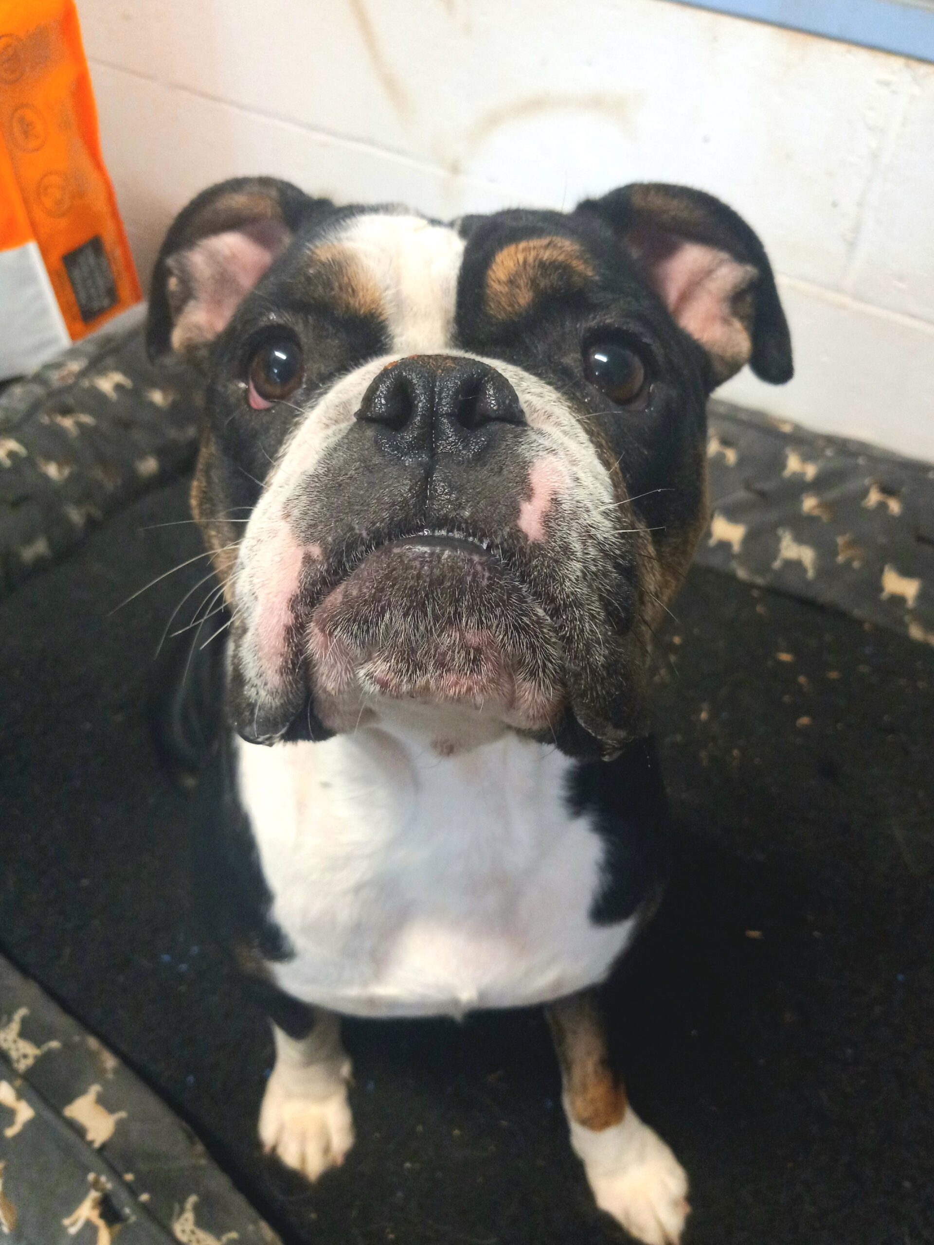 Quinn Is NCCR Dog Of Week | News, Sports, Jobs - Post Journal